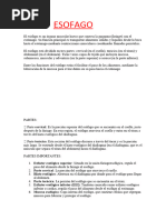 Anatomia, Irrigacion, Inervación Del Esofago y Estomago | PDF ...