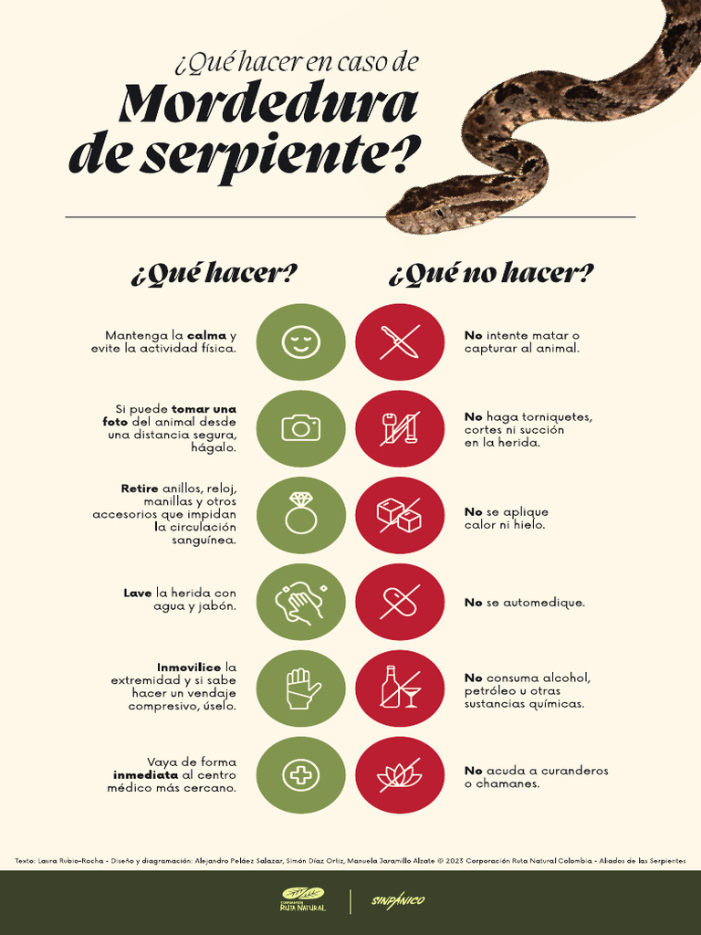 Infografía - Qué Hacer en Caso de Mordedura | PDF
