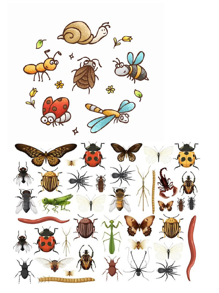 Insectos | PDF
