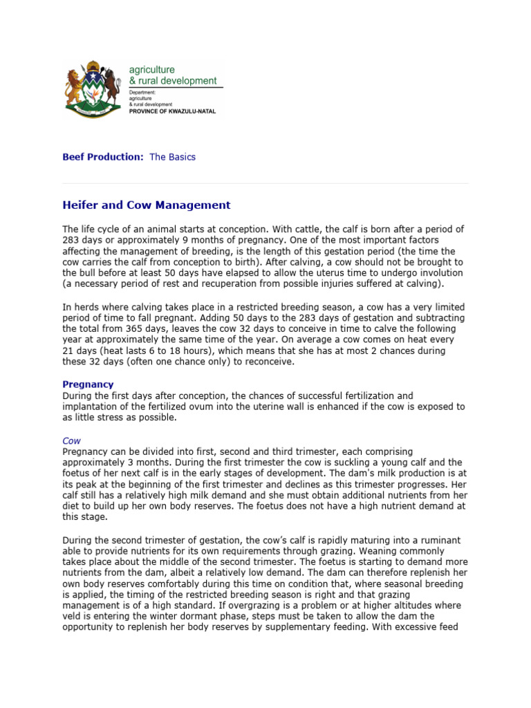 Heifer Management in Beef Production | PDF | Cattle | Weaning