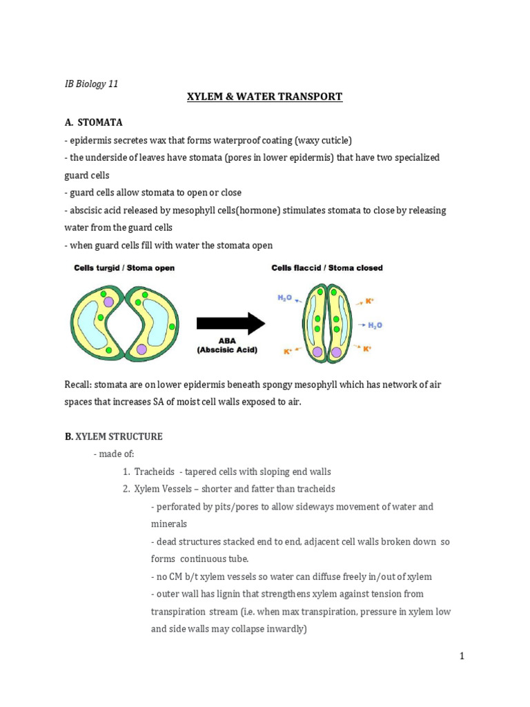 Screenshot 2024-05-23 at 6.31.48 PM | PDF | Stoma | Botany