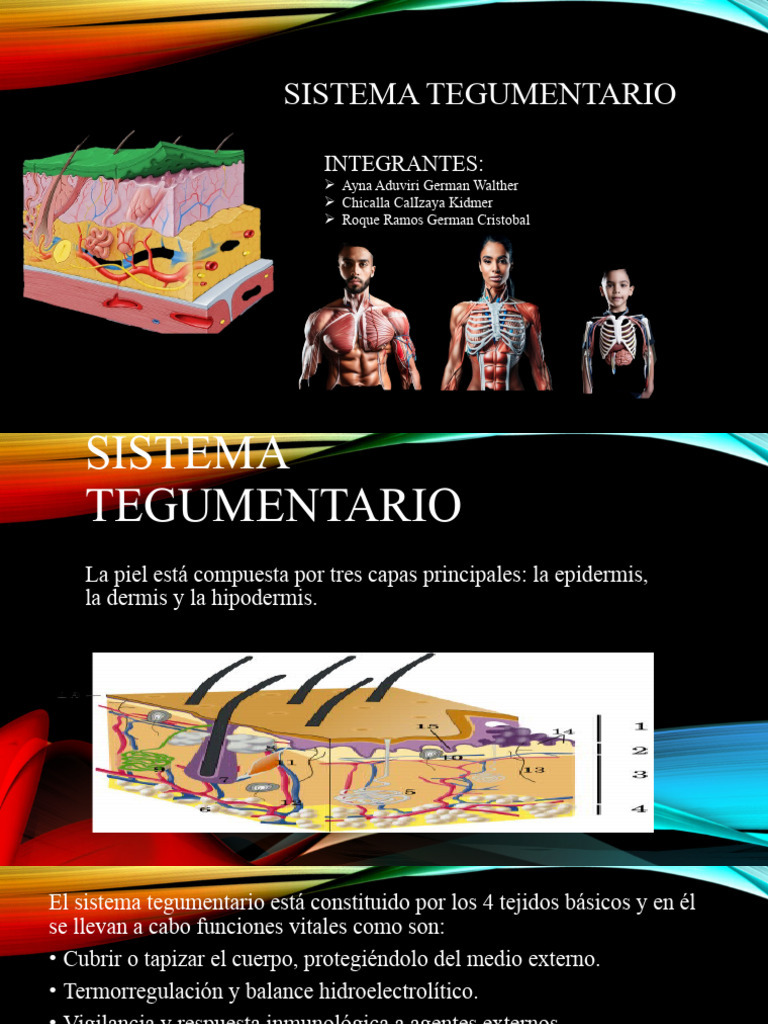 Sistema Tegumentario | PDF | Sistema tegumentario | Piel