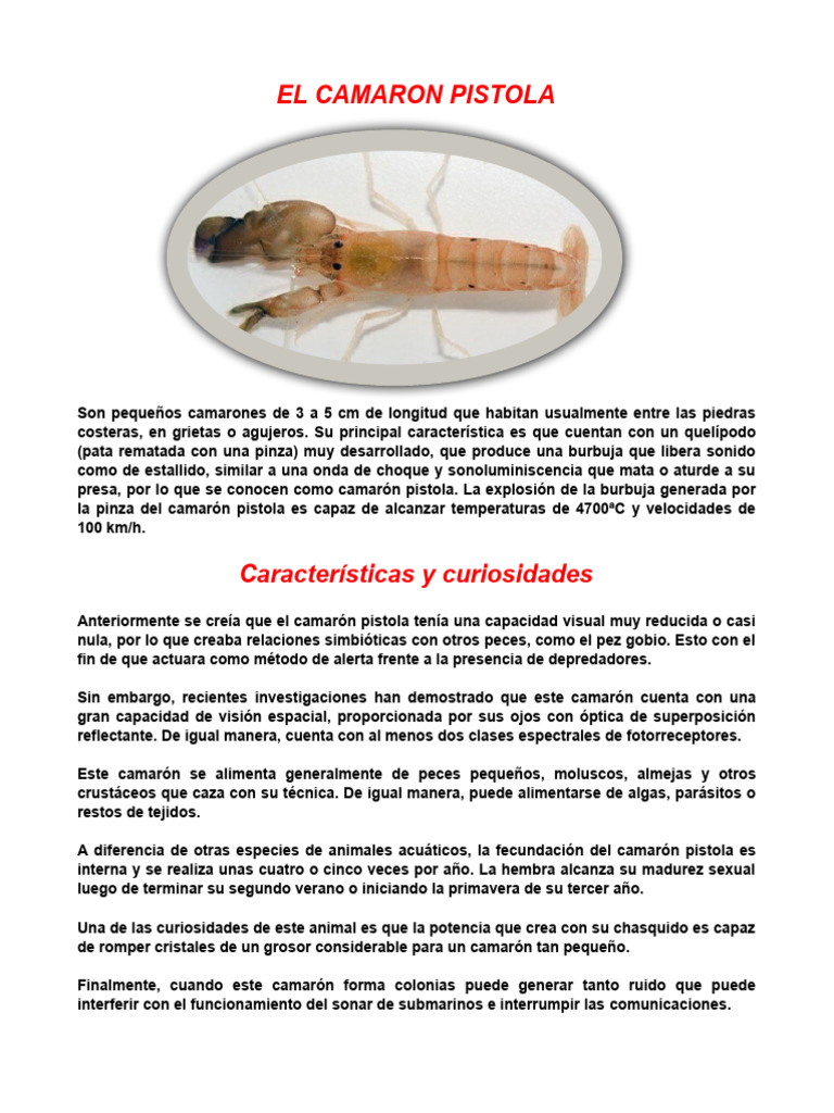 El Camaron Pistola | PDF