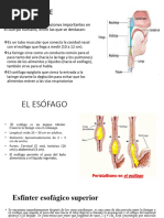Músculos Constrictor y Rafe Faríngeo | PDF | Cabeza y cuello humanos ...