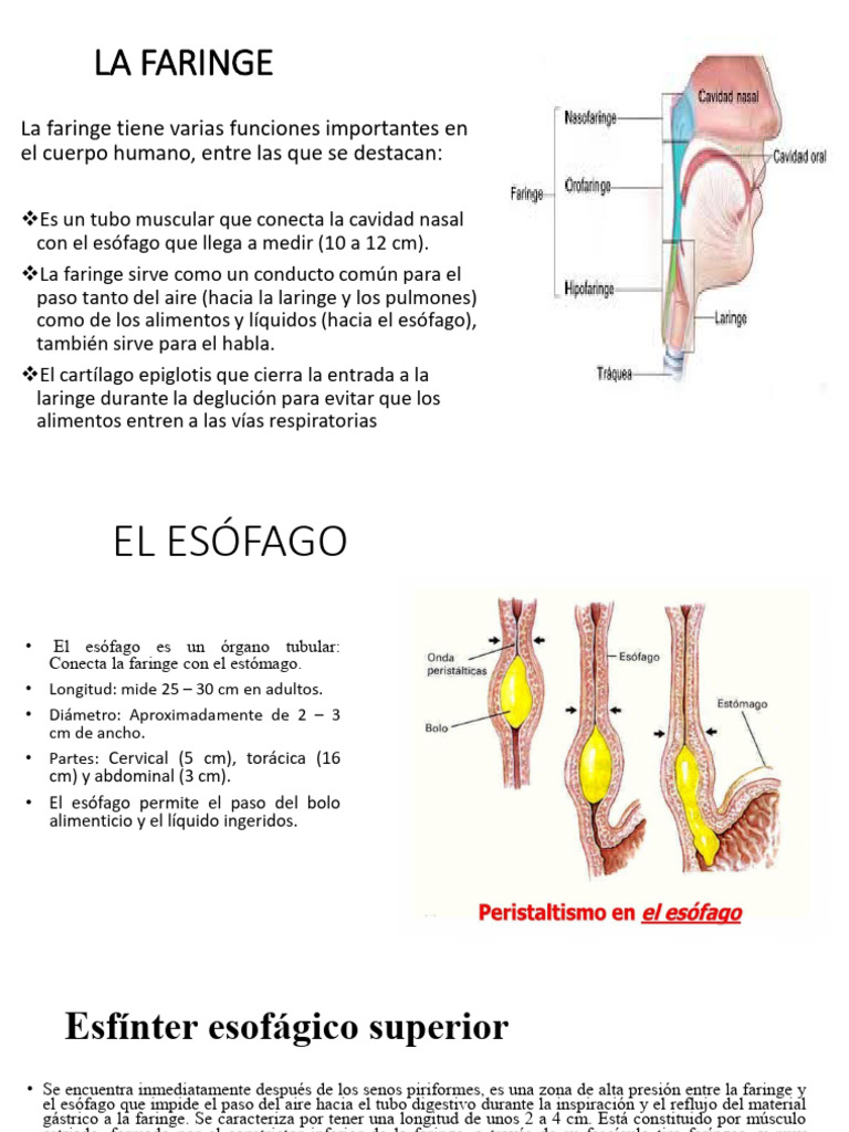 Faringe y El Esófago | PDF | Esófago | Estómago