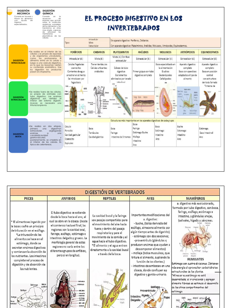 1 - D - El Proceso Digestivo en Invertebrados y Vertebrados | PDF