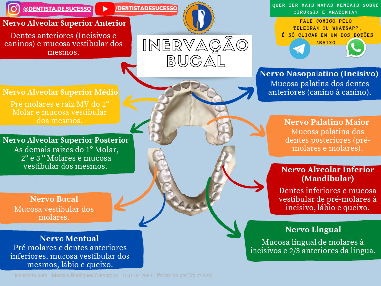 anatomia---inervacao-bucal_1 | Download grátis PDF | Odontologia ...