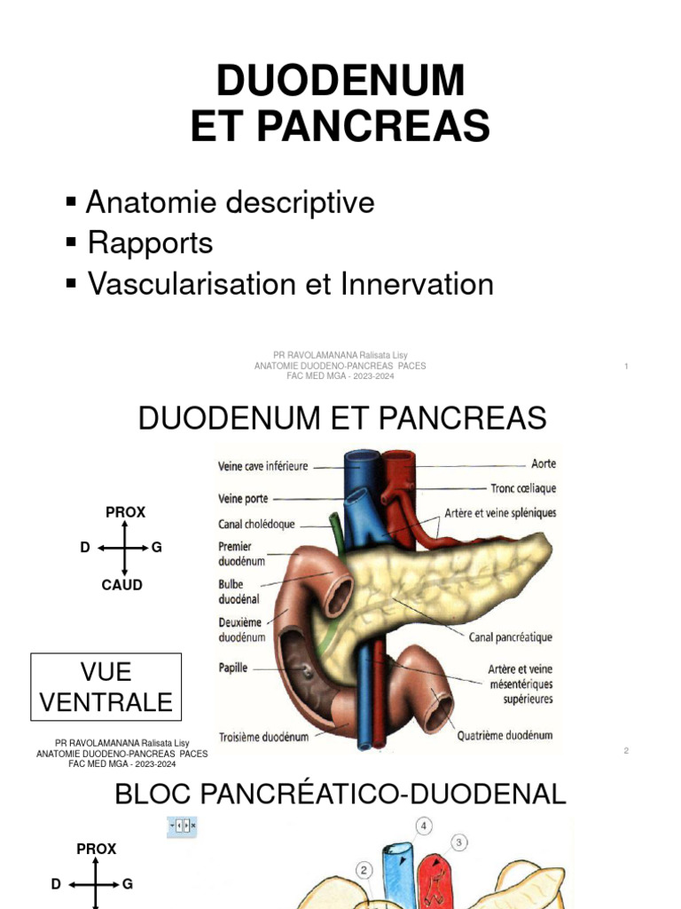 Anatomie du Duodénum et Pancréas | PDF | Pancréas | Péritoine