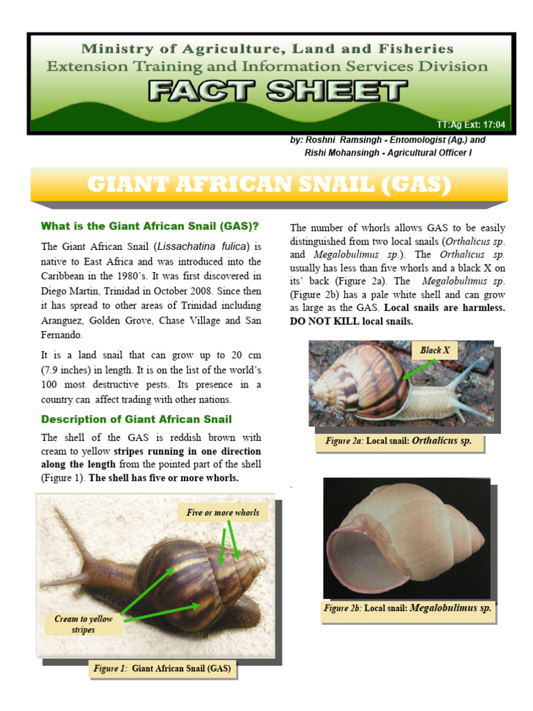Giant-African-Snail-GAS_compressed | PDF | Pesticide