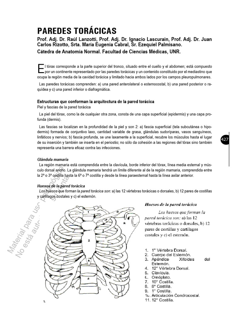 26- Paredes Toracicas. Lanzotti-Lascurain-Rizotto-Palmisano | PDF ...