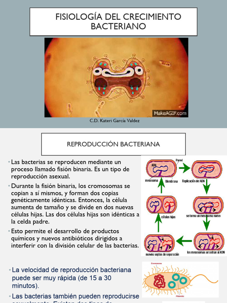 Fisiología del Crecimiento Bacteriano | PDF | Las bacterias | Reproducción