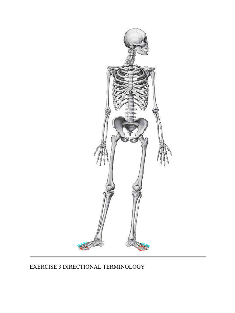 Human Skeleton Separate Page | PDF