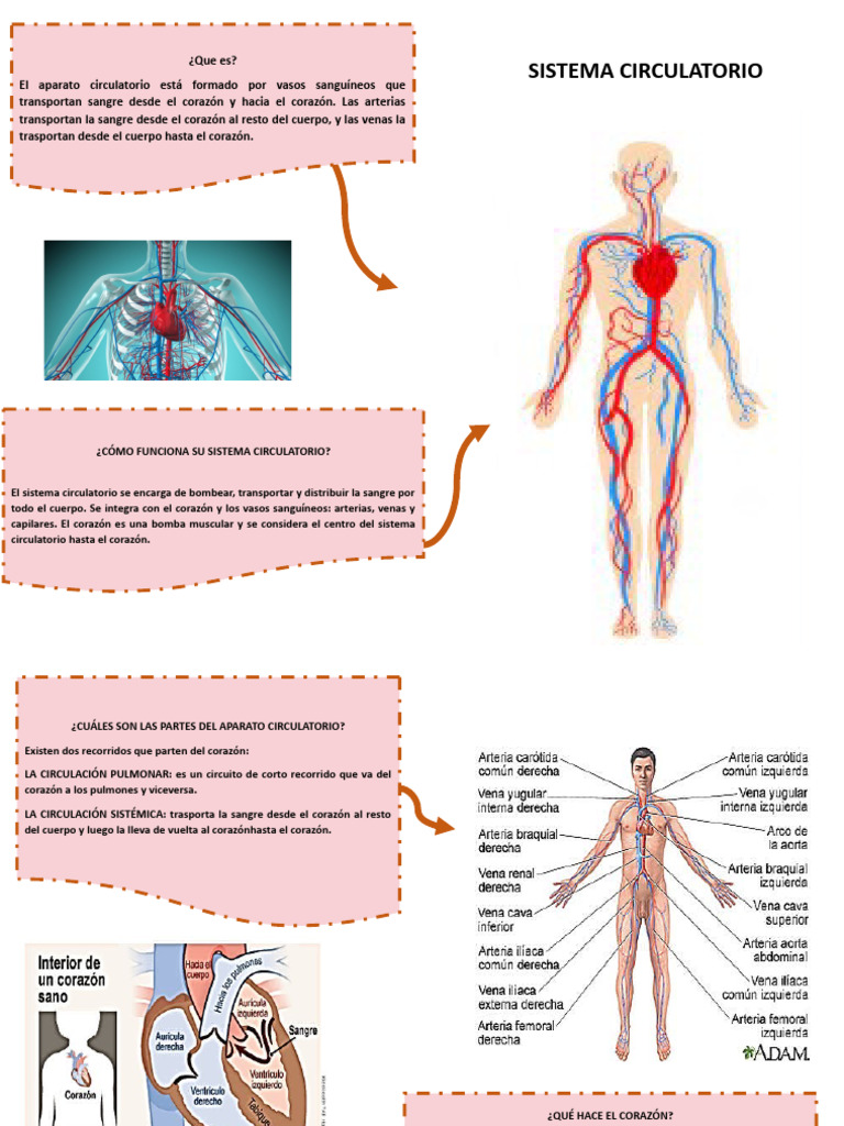 Sistema Circulatorio | PDF