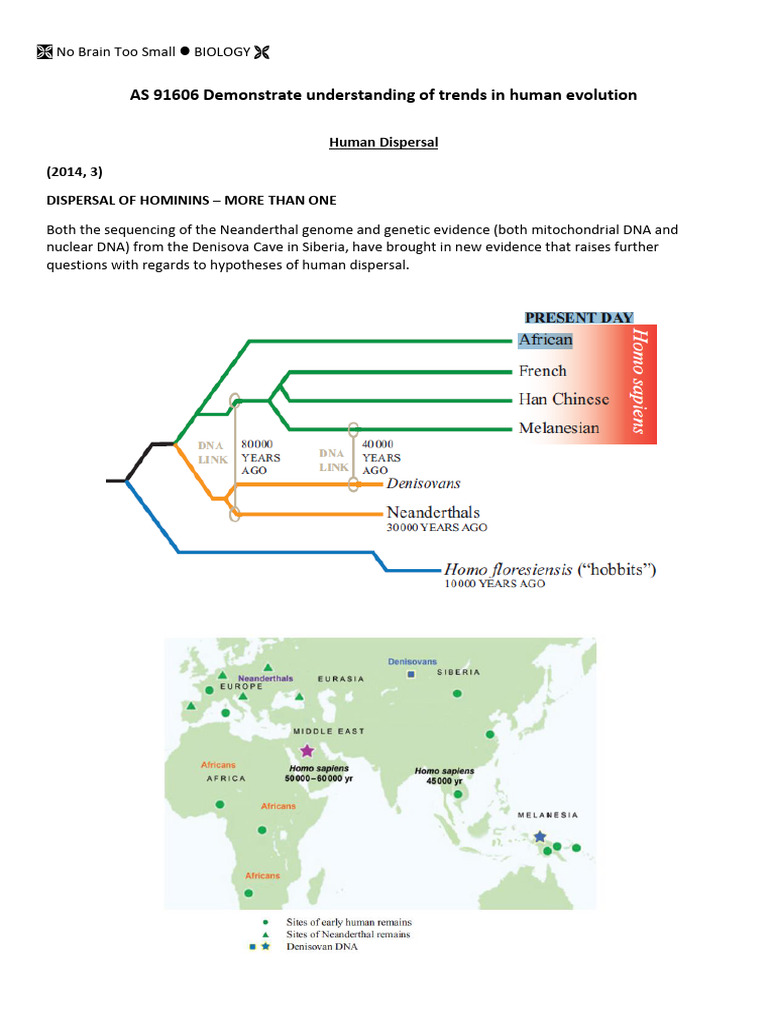 Human Evolutionary Trends | PDF | Human Evolution | Neanderthal