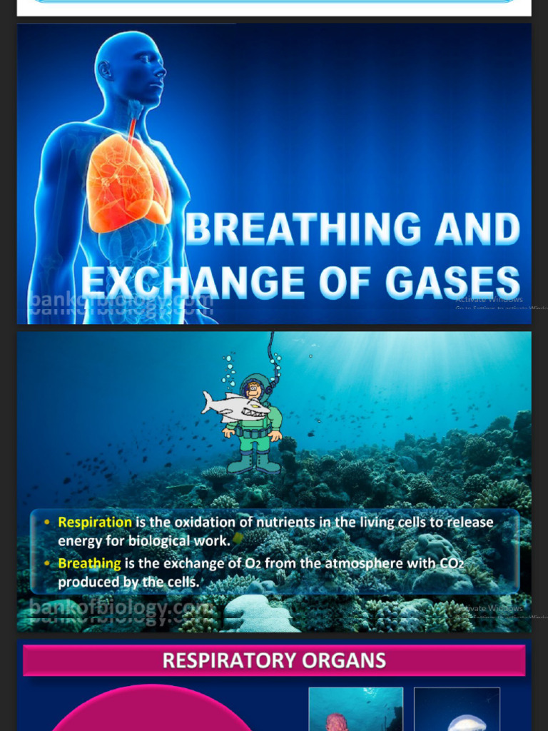 Breathing and Exchange of Gases-2 | PDF