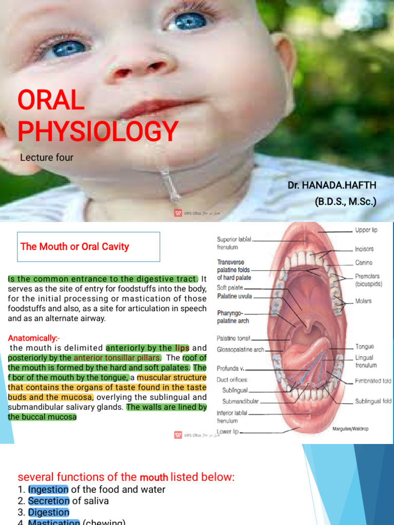Phy 4 | PDF | Saliva | Digestion