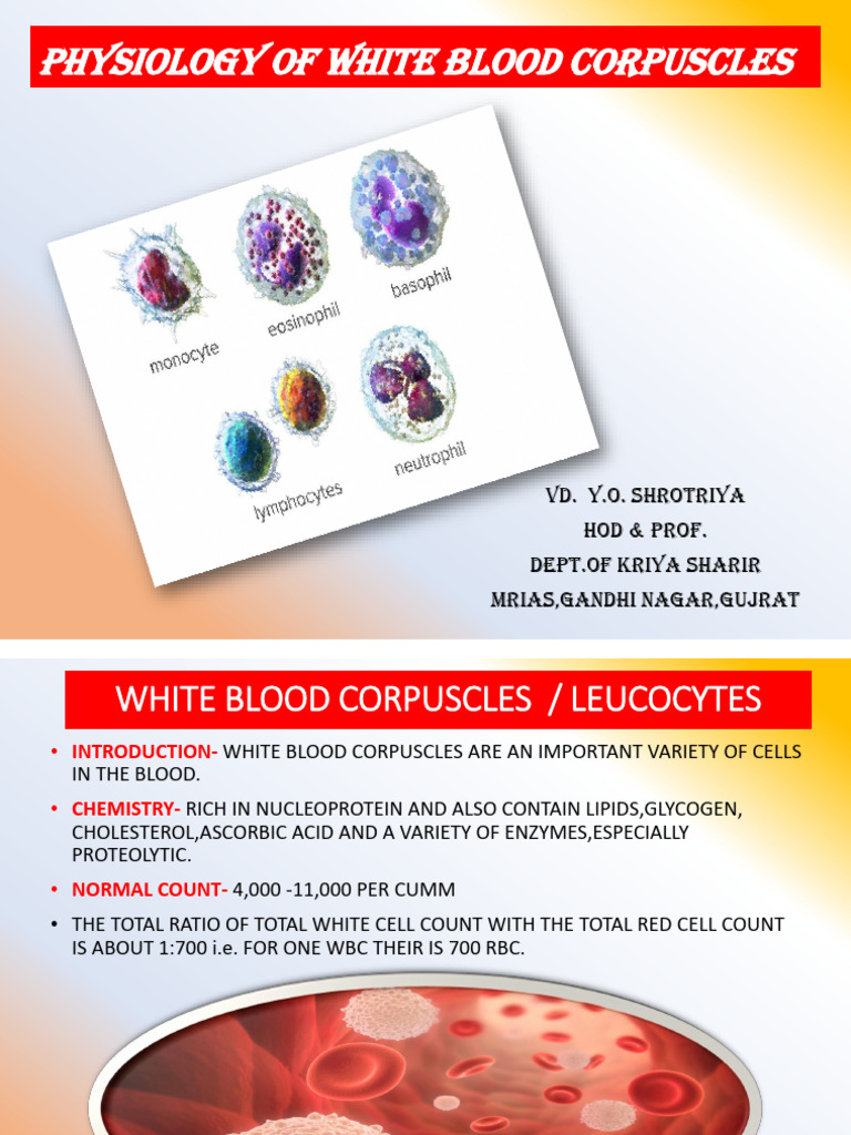 Physiology of WBC | PDF | White Blood Cell | Granulocyte