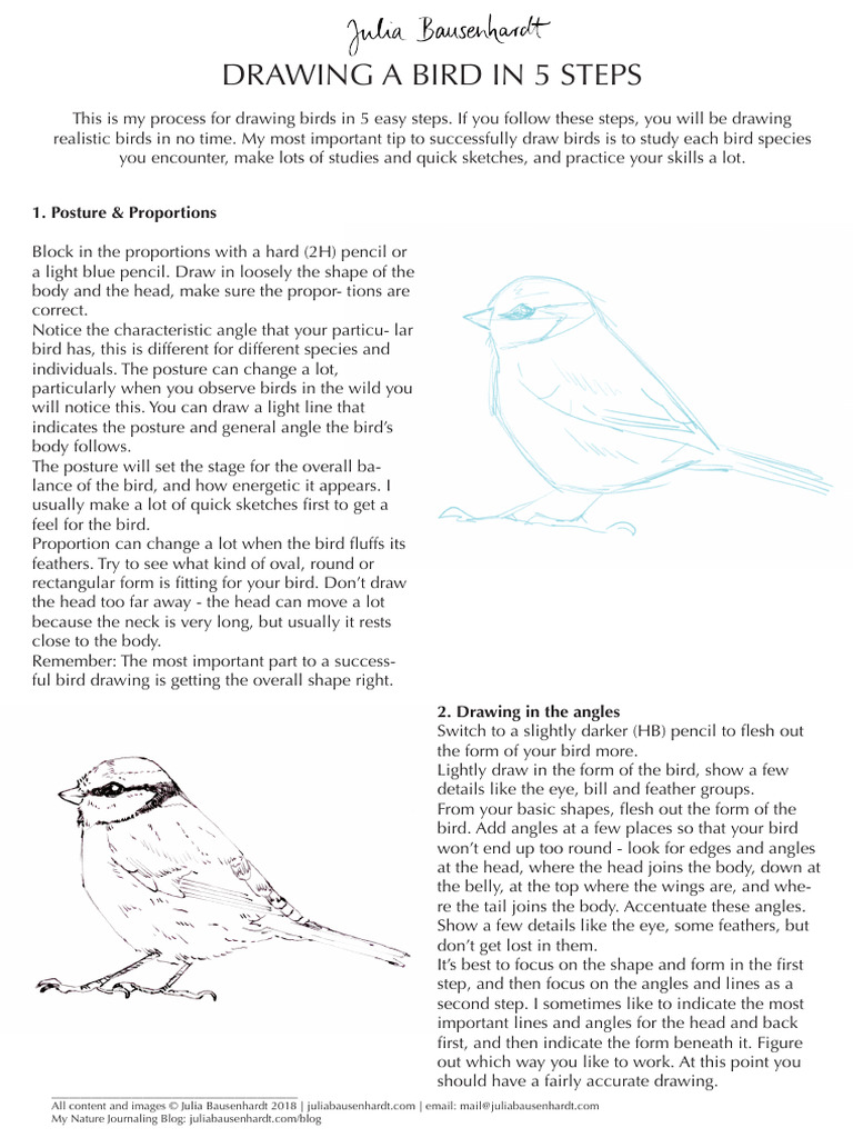 Drawing-a-bird-in-5-steps-juliabausenhardt-2020 | PDF | Drawing | Birds