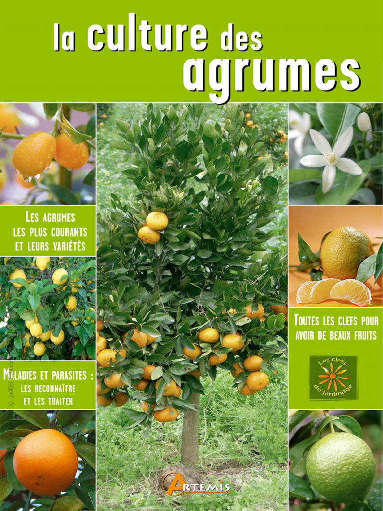 La Culture Des Agrumes | PDF