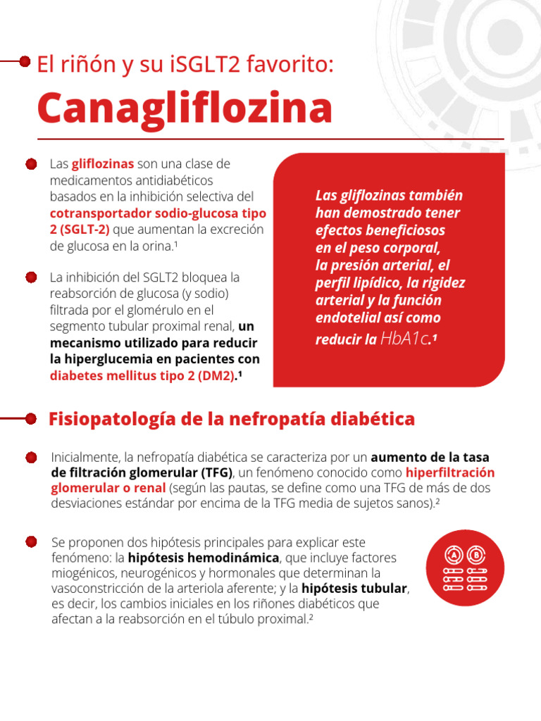El Riñón y Su iSGLT2 Favorito - MedPoint | PDF | Riñón | Especialidades ...