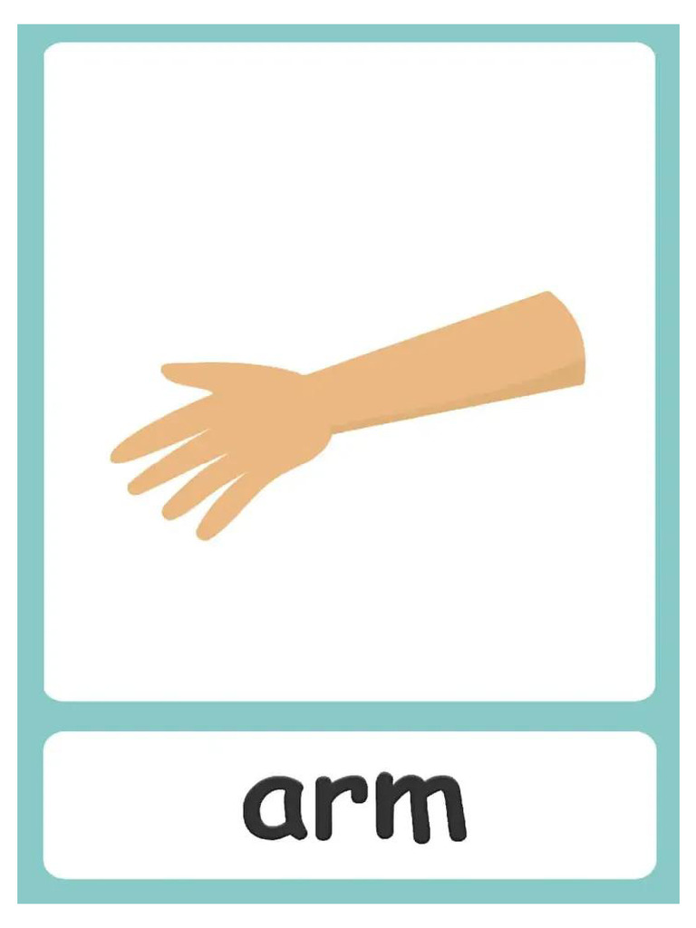 Body-Parts-flashcards-arm-flashcard-đã G P | PDF