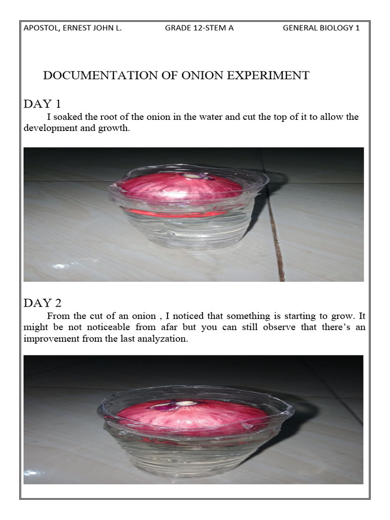 DOCUMENTATION OF ONION EXPERIEMENT (Biology Activity) | PDF