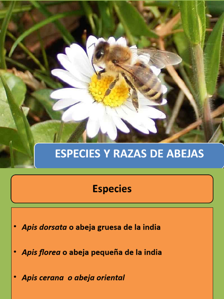 Especies y Razas de Abejas | PDF | Abejas | Apicultura
