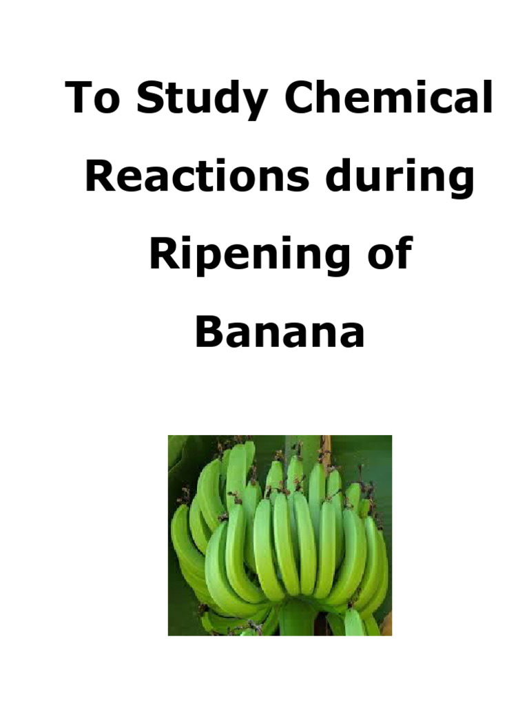 Ripening of Banana Project | PDF | Banana | Carbohydrates