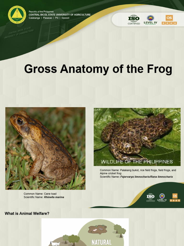 External Features of Frog | PDF | Anatomical Terms Of Location | Vertebra