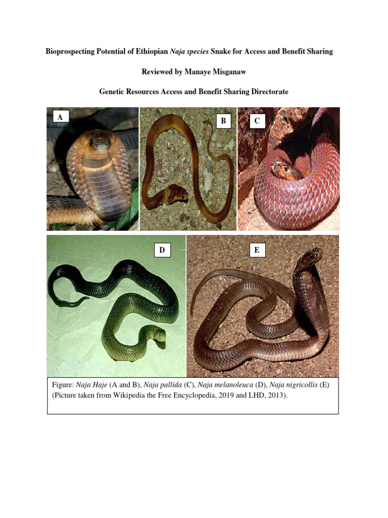 Bioprospecting Potential of Ethiopian Naja Species Snake For Access and ... Bioprospecting Potential of Ethiopian Naja Species Snake For Access and ...
