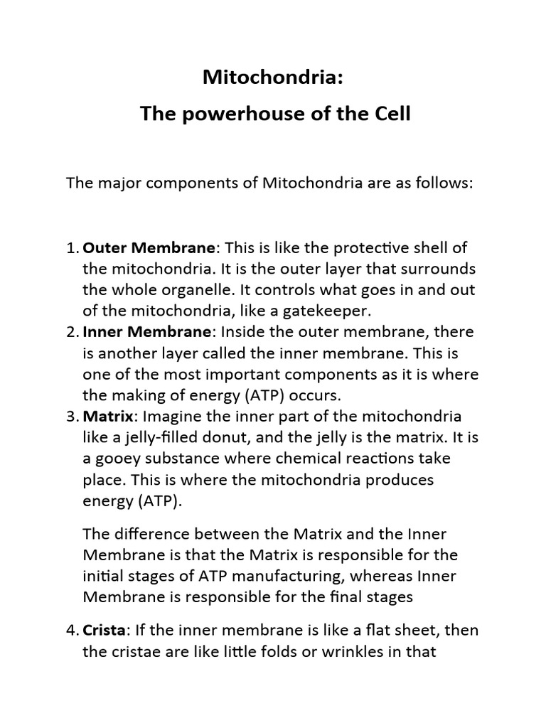 Mitochondria: The Powerhouse of The Cell | PDF