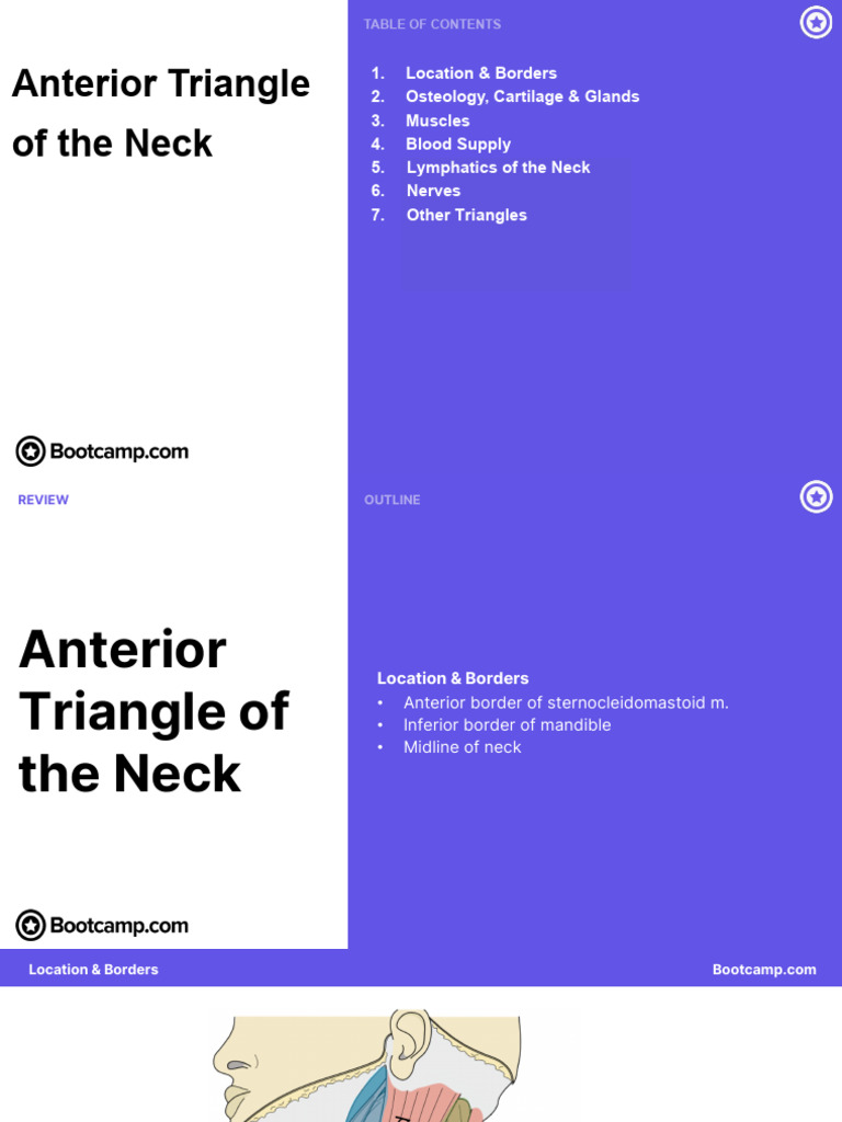 Anatomy of the Anterior Neck Triangle | PDF | Common Carotid Artery | Neck