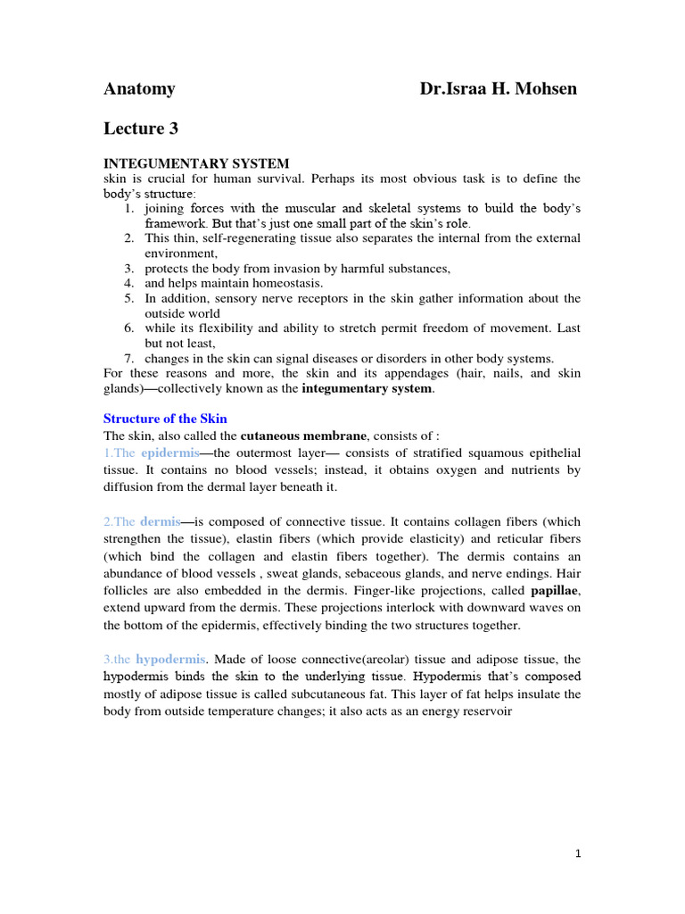 Integumentary System Overview | PDF | Skin | Integumentary System