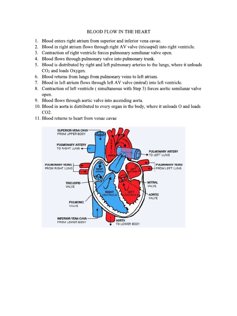 Heart flow blood | PDF