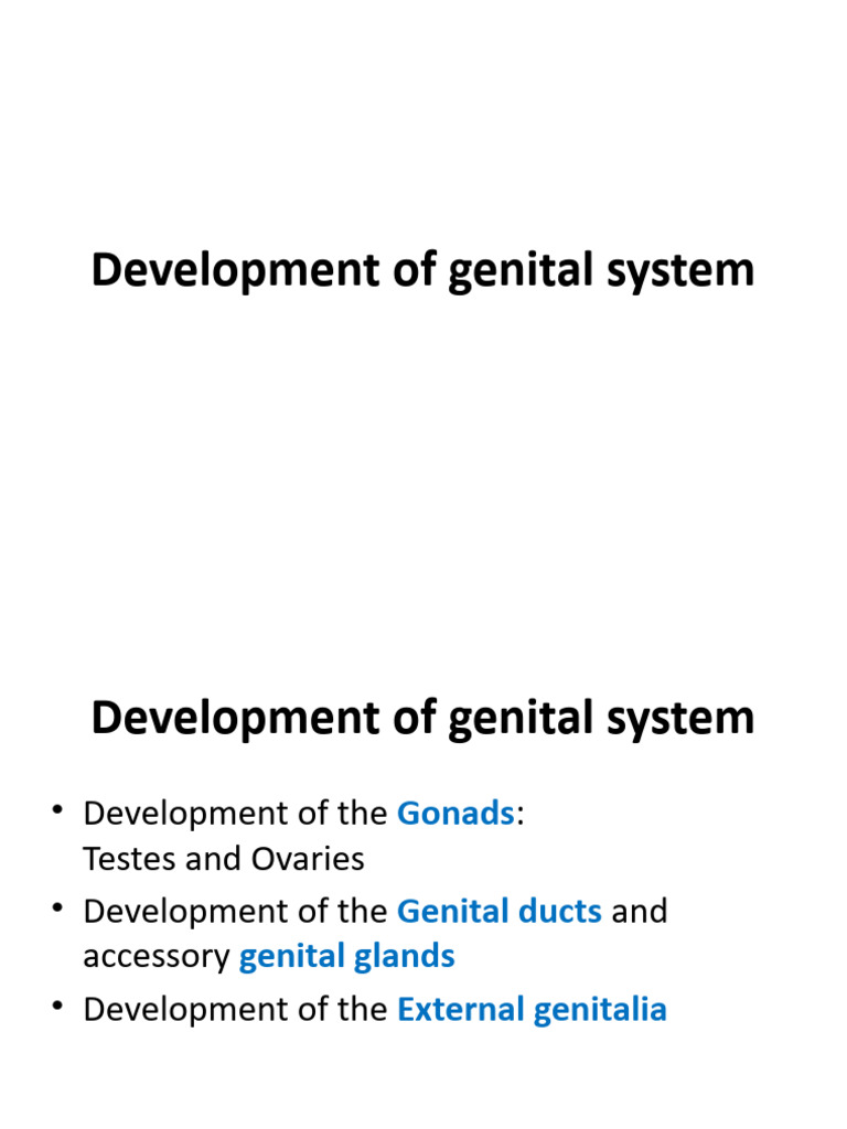 Genital System Development Overview | PDF | Sex Organ | Ovary