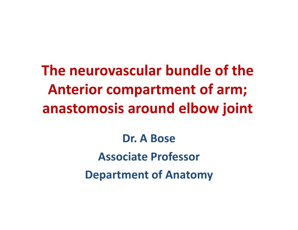 The Neurovascular Bundle of The Anterior Compartment of | PDF | Arm ...