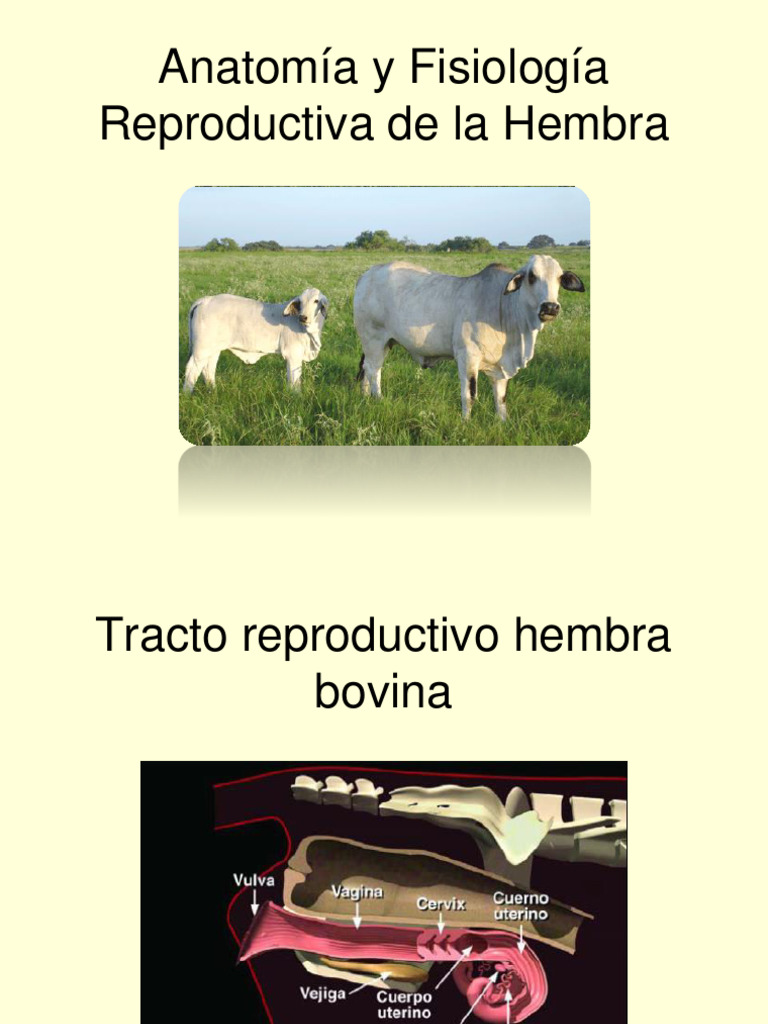 1.Fisiología Reproductiva de la Hembra | PDF | Ovario | Sistema ...
