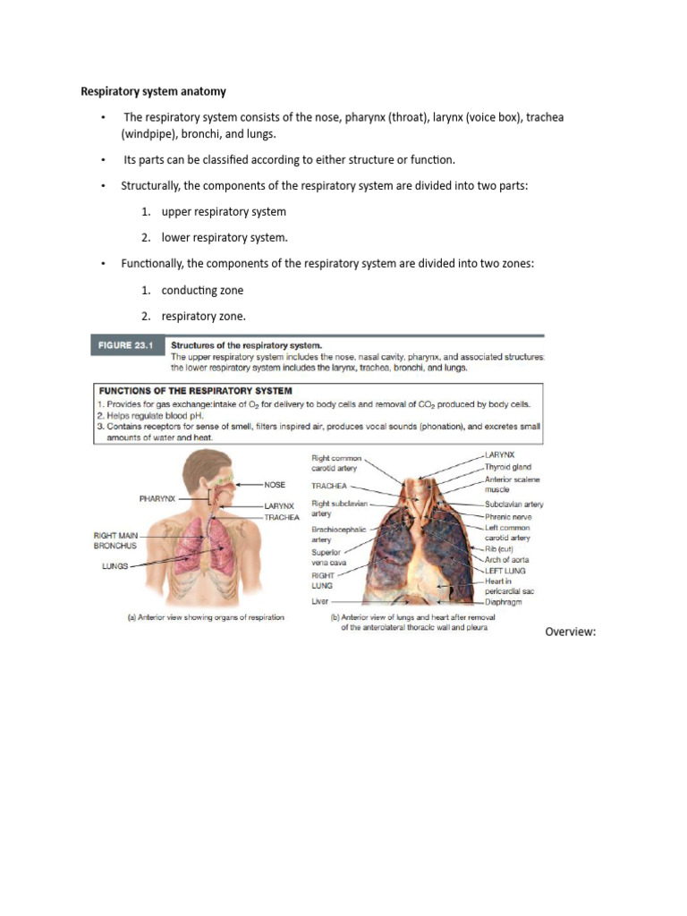 Respiratory System | PDF | Respiratory Tract | Lung