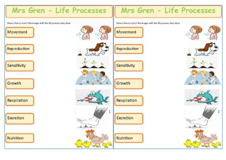 Life Process | PDF
