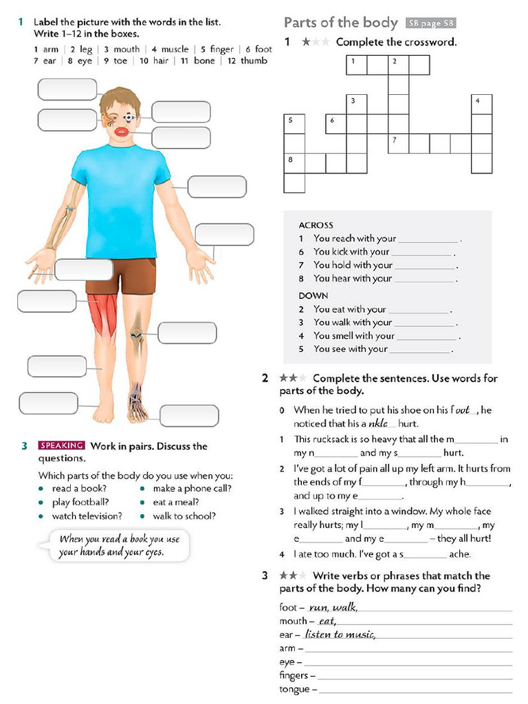 Parts of The Body Worksheet | PDF