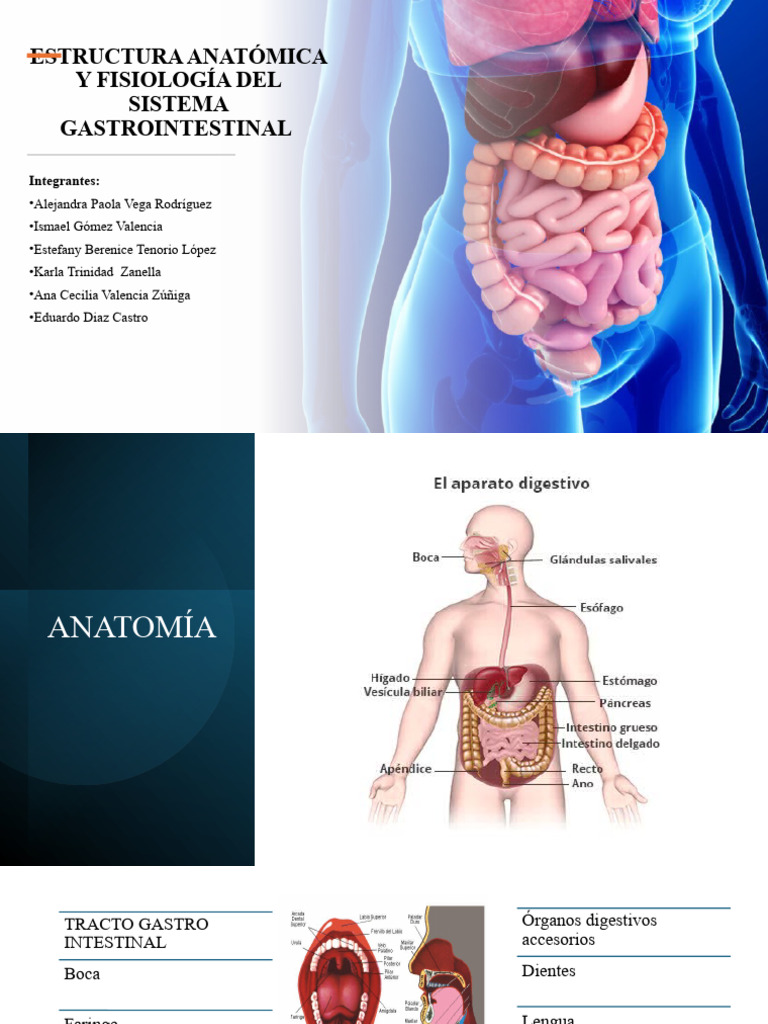 Anatomía y Función del Sistema Digestivo | PDF | Tracto ...