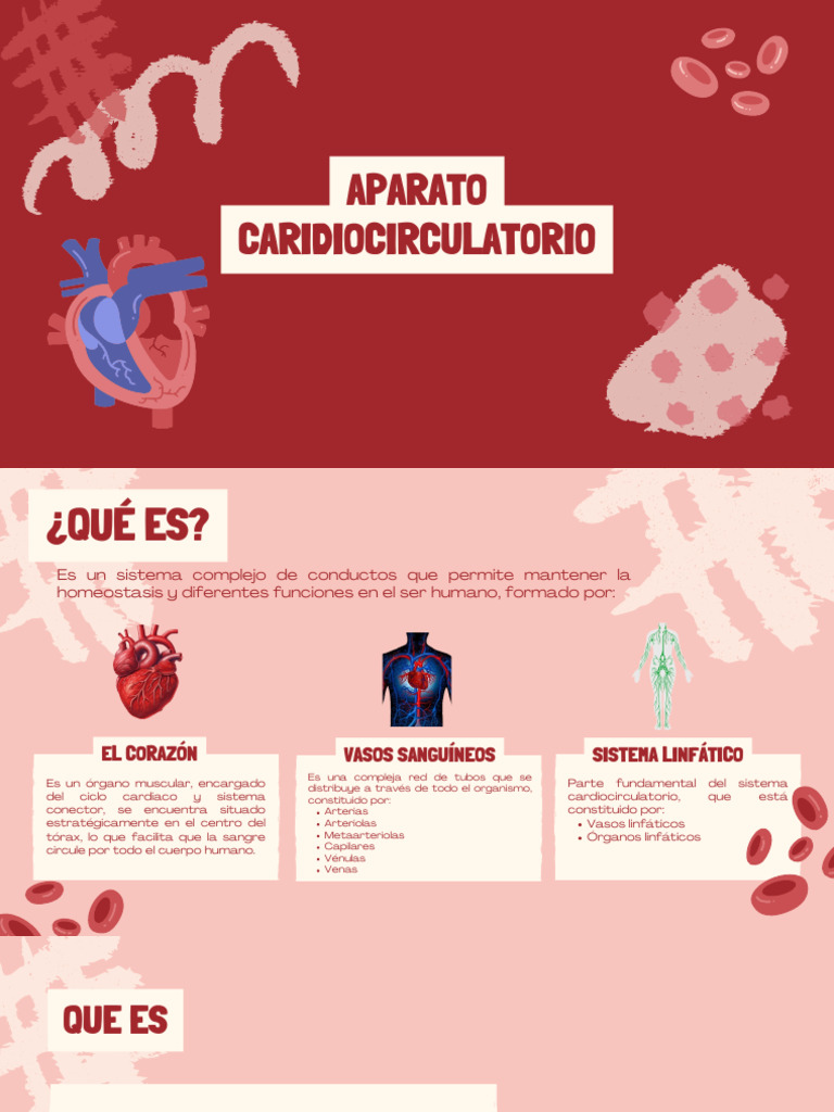 The Circulatory System Education Presentation in 0 Hand Drawn Lightly ...