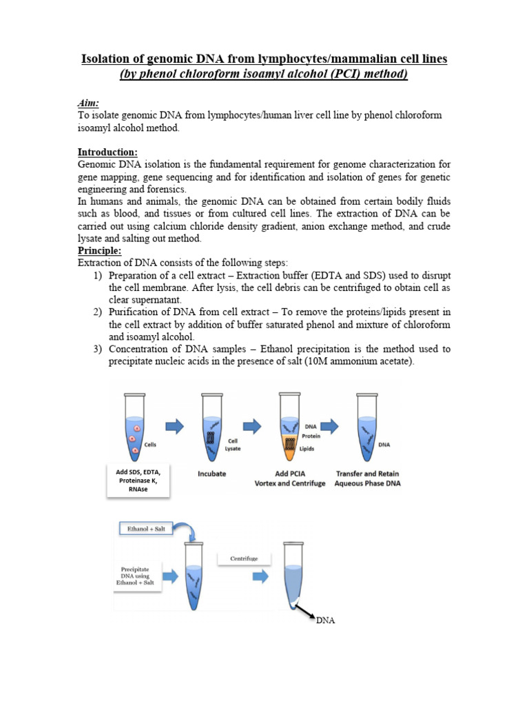 Genomic DNA Isolation From Cells or Cell Lines | PDF | Agarose Gel ...