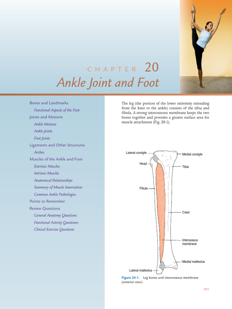 Anfis regio ankle & foot | PDF | Foot | Anatomical Terms Of Motion