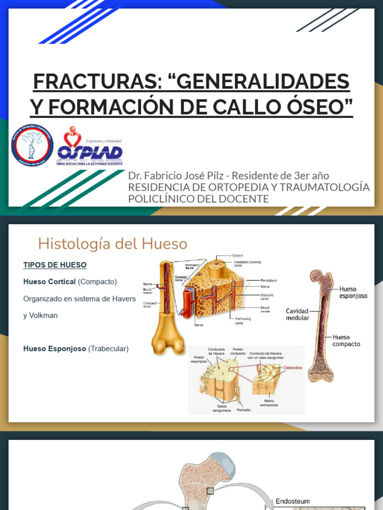 Callo Oseo | PDF | Hueso | Tejido conectivo
