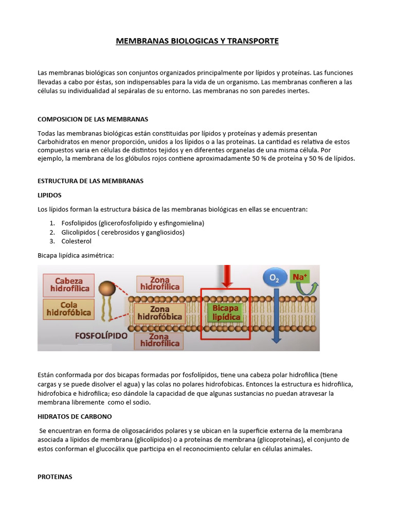 Tema #3 - Membranas Biologicas y Transporte | PDF | Membrana celular ...
