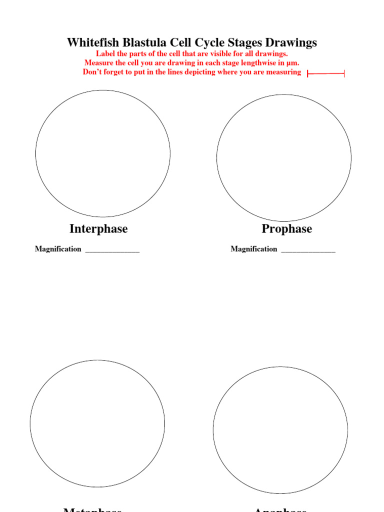 Mitosis Templates | PDF | Teaching Methods & Materials | Science ...