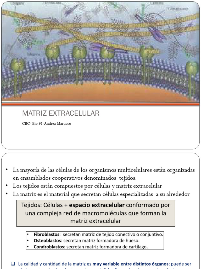 Matriz Cbc Pdf Colágeno La Matriz Extracelular