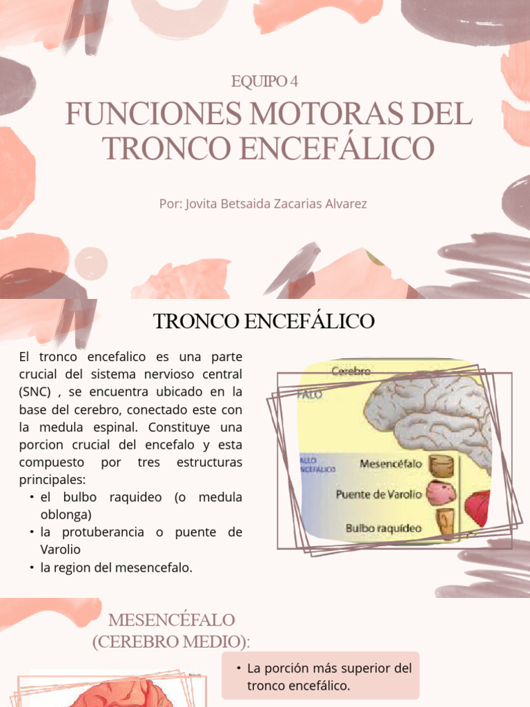 Equipo 4. Tronco Encefalico | PDF | Cerebro | Anatomía