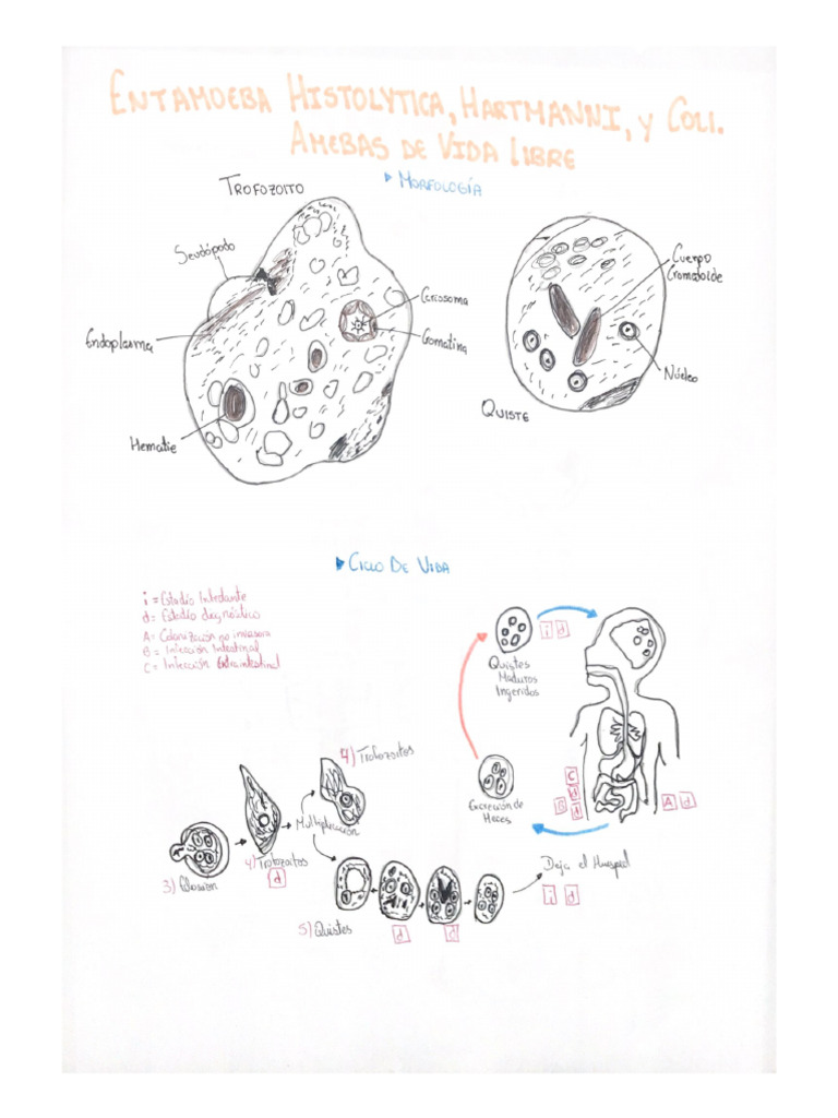 Entamoeba Histolytica, Hartmanni, Coli. Amebas de Vida Libre | PDF